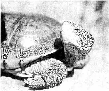 MARBLE nebo PACIFIC POND TURTLE (Clemmys marmorata)