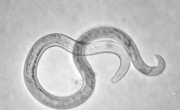 Diagnosis of the subfamily Cephalogoniminae Looss, 1899 17674_1