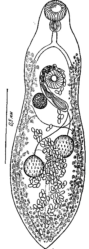 Plagiorchis proximus Barker, 1915 17685_2