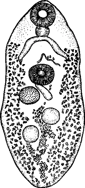 Plagiorchis proximus Barker, 1915 17685_3