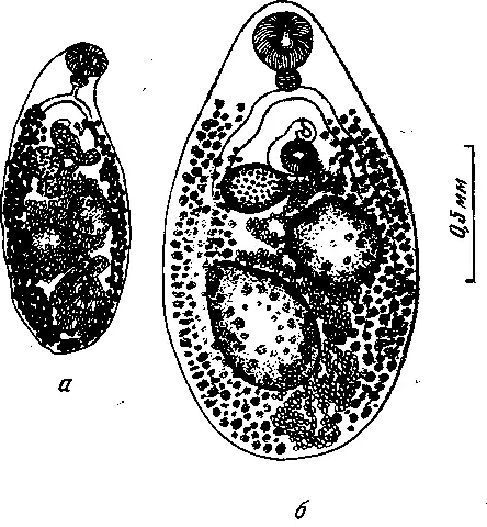 Plagiorchis proximus Barker, 1915 17685_4