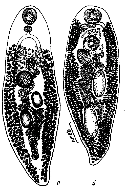 Plagiorchis (Multiglandularis) لوتراي فهمي ، 1954 17774_2