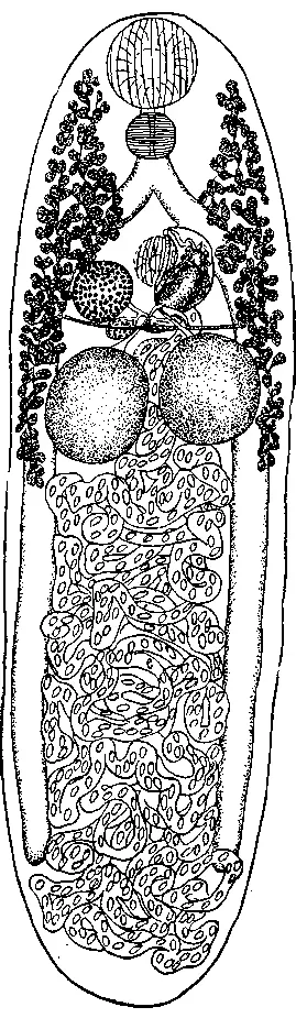 Glypthelmins californiensisin anatomia (Caballeron ja Sokolovin jälkeen, 1934) 17881_2