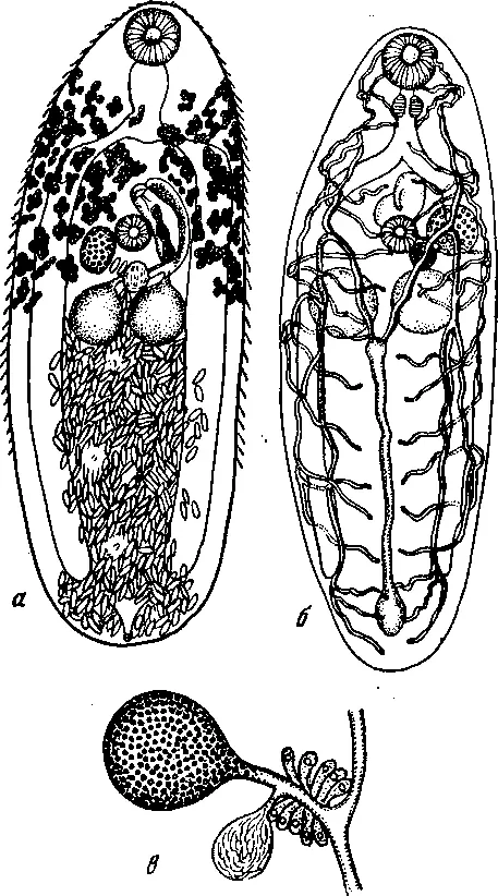 Anatomi Glypthelmins californiensis (selepas Caballero dan Sokolov, 1934) 17881_3