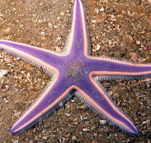 A predatory starfish loves offshore wind farms