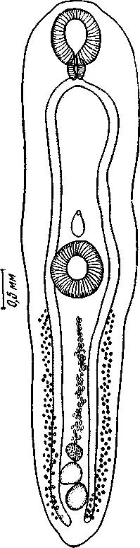 Azygia angusticauda (Stafford, 1904) 18022_3