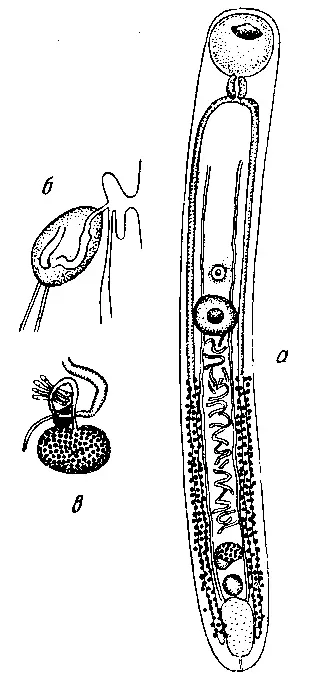 Azygia angusticauda (Stafford, 1904) 18022_4