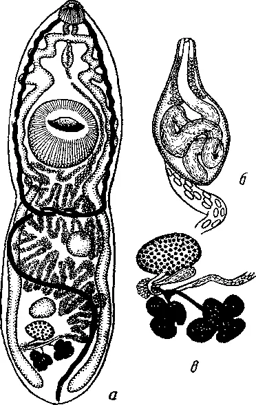 Priskribo Arnola microcirrus 18148_2