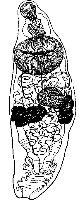 Lecithochirium lobatum Yamaguti, 1952 yil 18168_3