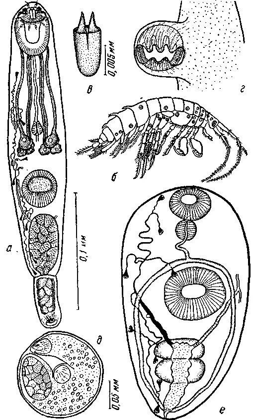 Cercariae او metacercariae Opecoeloides manteri 18387_2