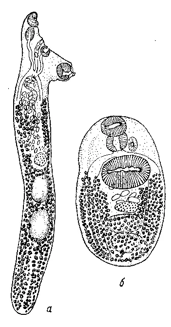 Beskrivelse Opecoeloides vitellosus 18395_2