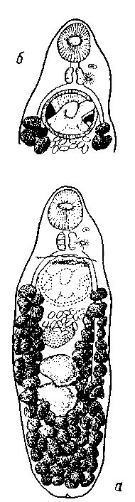 Beschreiwung Opecoeloides vitellosus 18395_3