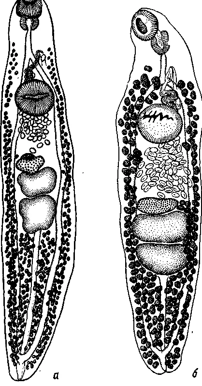 Opegaster plotosi Yamaguti, 1940 18437_2