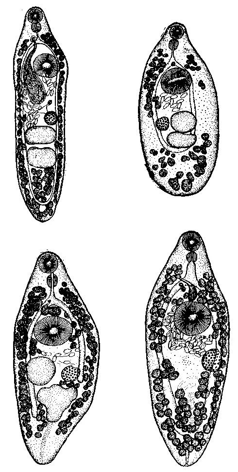 Coitocaecum plagiorchis Ozaki, 1926 18516_2