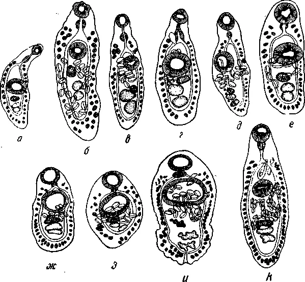 Crowcrocaecum skrjabini'nin mevsimsel dinamiklerinin özellikleri 18556_5