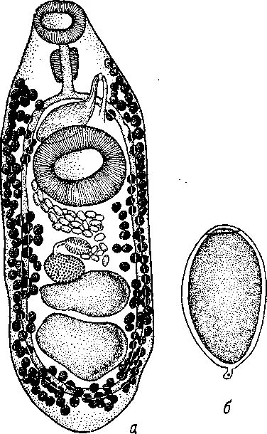 Crowcrocaecum testiobliquum (Wisniewski, 1932) Skrjabin et Koval, 1956 18562_2