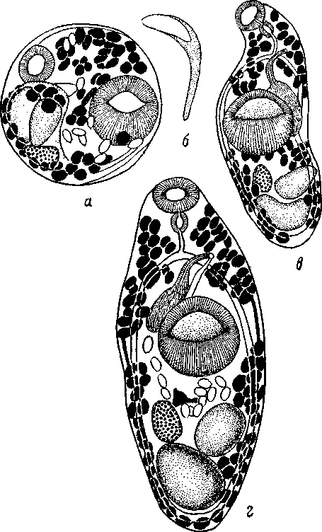 Crowcrocaecum testiobliquum (Wisniewski، 1932) Skrjabin et Koval، 1956 18562_3