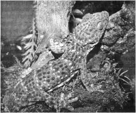 Toki, or tokei (Gekko gecko)