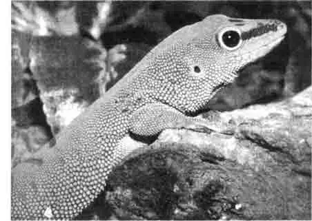 Madagascar day gecko, or green felzuma (Phelsuma madagascariensis)