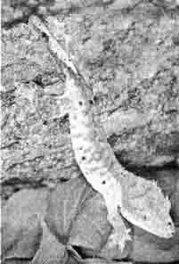 Ciliated gecko (Rhacodactylus ciliatus)