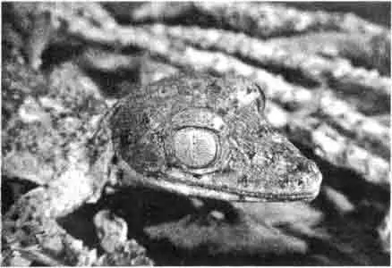 Geco de cola de hoja de Henkel (Uroplatus henkeli)