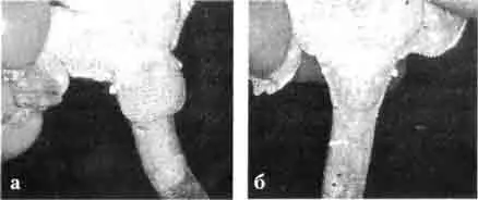 Sex differences in the ciliated gecko (R. ciliatus) a - male, b - female