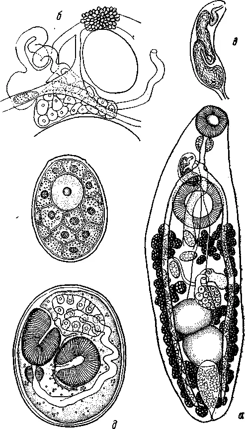 Beskrivelse Plagioporus lepomis 18601_2