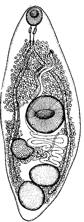 વર્ણન Plagioporus neopercis 18624_2