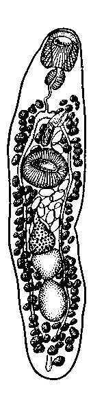 વર્ણન Plagioporus neopercis 18624_4