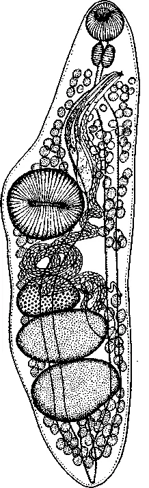 Bayanin Plagioporus pacificus 18639_2