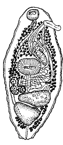 Bayanin Plagioporus pacificus 18639_3