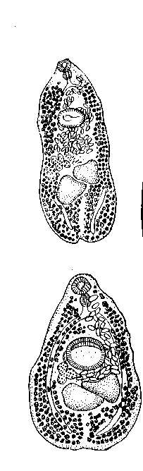 Plagioporus truncatus (Linton, 1940) कोवल, 1955 18663_2