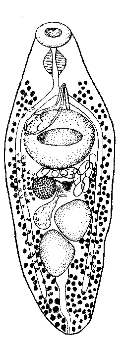 Plagioporus truncatus（Linton、1940）Koval、1955 18663_7