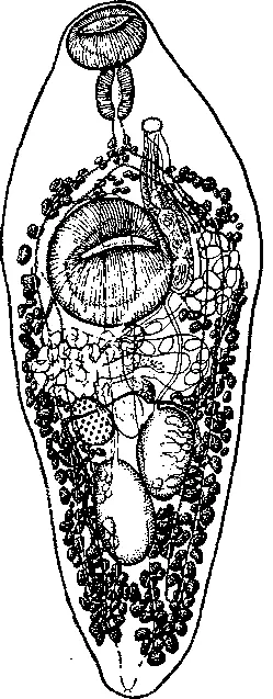 Plagioporus (Paraplagioporus) longivesiculas Yamaguti, 1952 18684_2