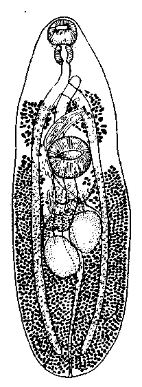 Plagioporus (Paraplagioporus) longivesiculas Yamaguti, 1952 18684_5