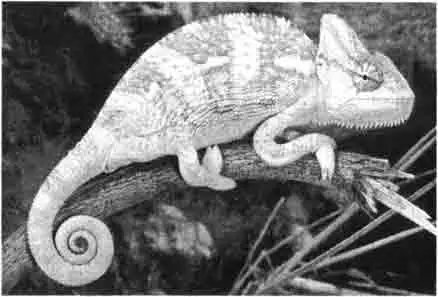 Jemenski kameleon (Chamaeleo calaptratus)