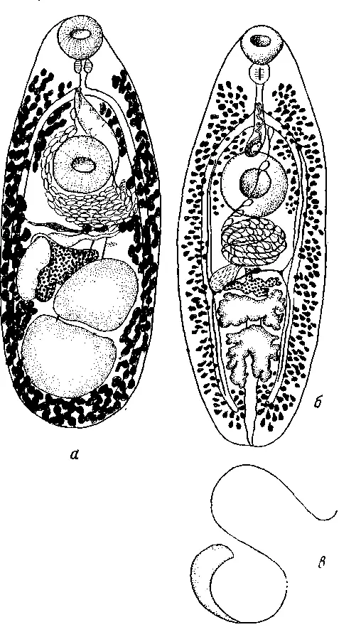 Struktur av Helicometra pulchella 18730_2