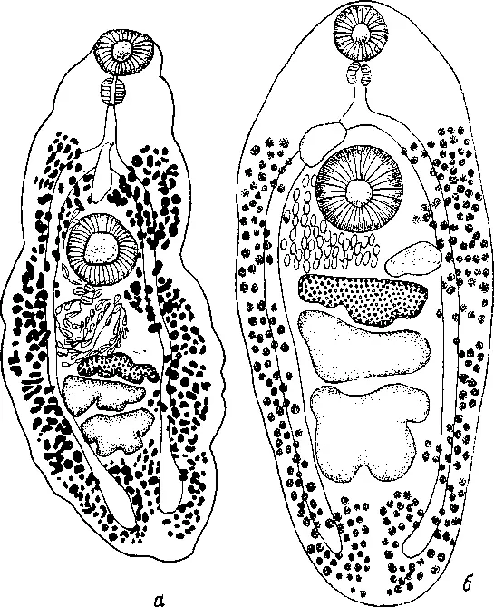 Firafitry ny Helicometra pulchella 18730_3