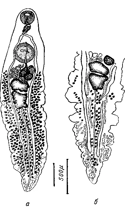 അപ്പോക്രീഡിയം മെക്സിക്കാനത്തിന്റെ ഘടന 18869_2