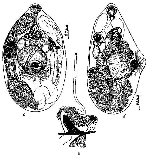 Deskrizzjoni Prosogonarium arii 18927_2