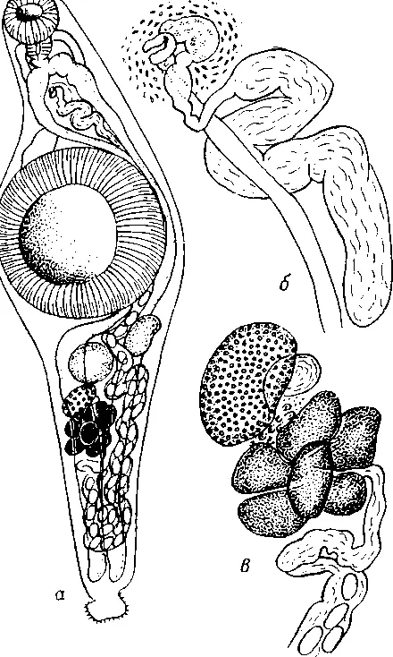 Deskribapena Genolinea tanyopa 18993_2