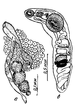 መግለጫ Genolinea tanyopa 18993_3