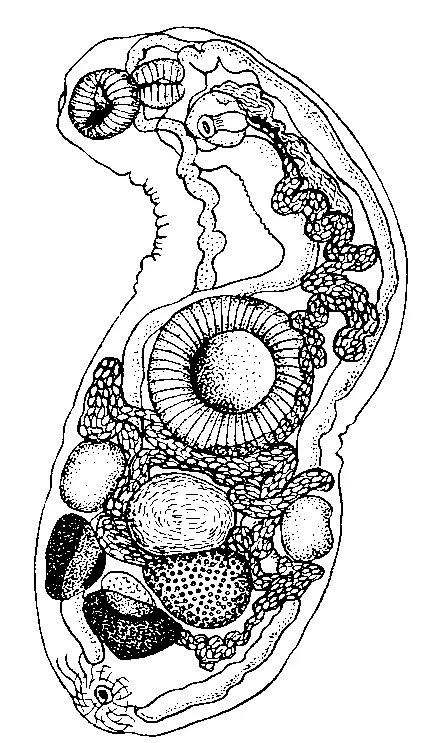 Deskribapena Genolinea tanyopa 18993_4