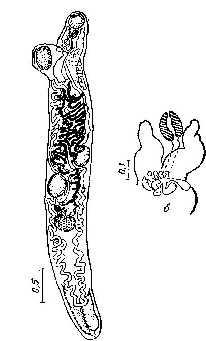 Struttura di Tetrochetus proctocotus 19049_2