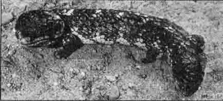 Pfupi (Tiliqua rugosd)