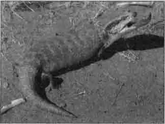 Blue-tongued skink (Tiliqua scincoides) inoratidza kutyisidzira pose