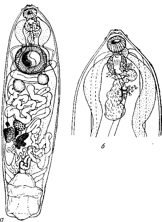 Strukturell Features vun Tubulovesicula muraenesocis 19099_2