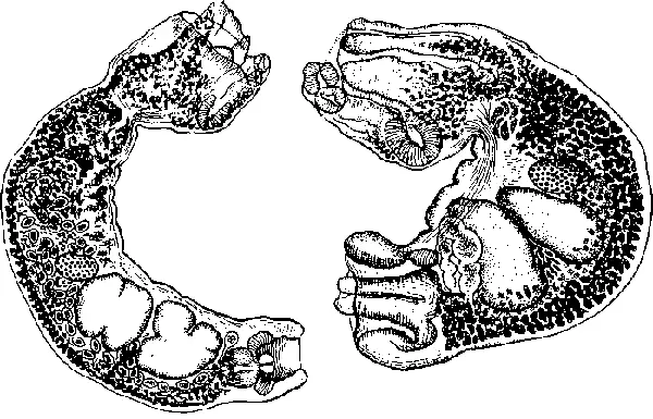 Strigea falconis Szidat ឆ្នាំ ១៩២៨ 19227_2