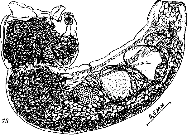 Strigea falconis Szidat, 1928 19227_4