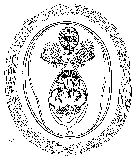 Strigea falconis Szidat, 1928 19227_5